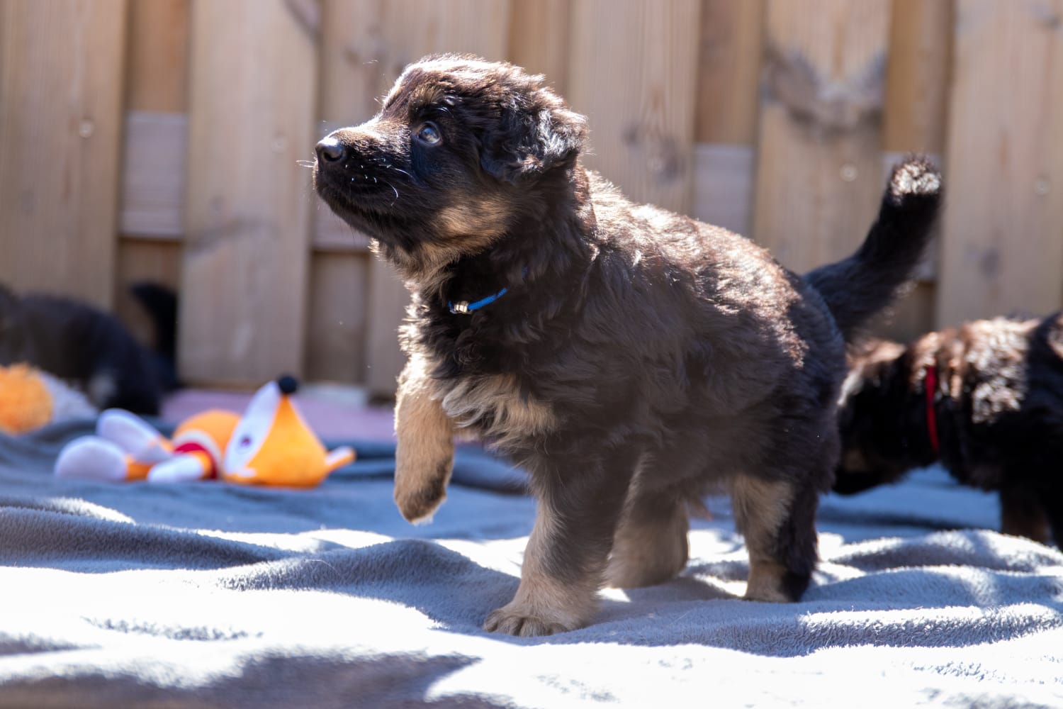 Chubby Checker – Black Pearl's Flow