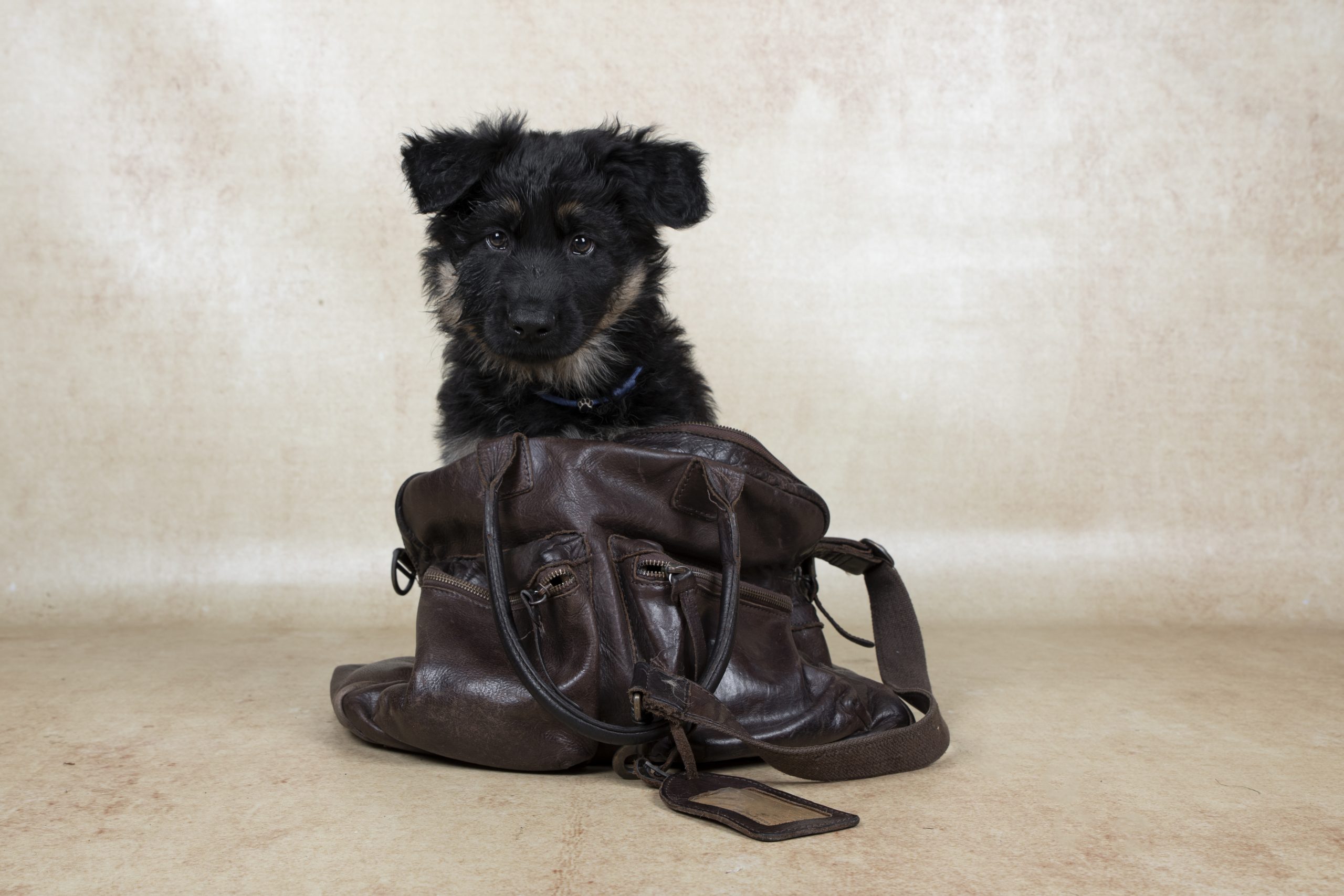 Chubby Checker – Black Pearl's Flow